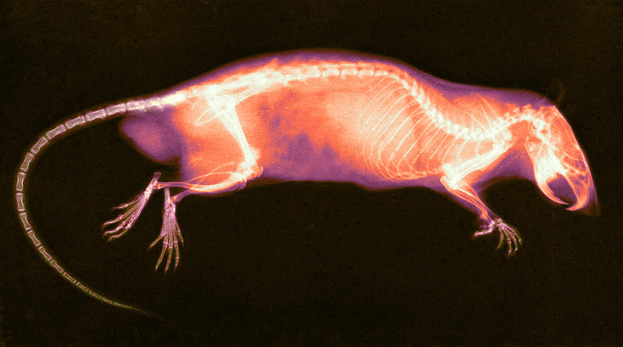 Rat, X-ray, 1896 Photograph by Science Source - Pixels