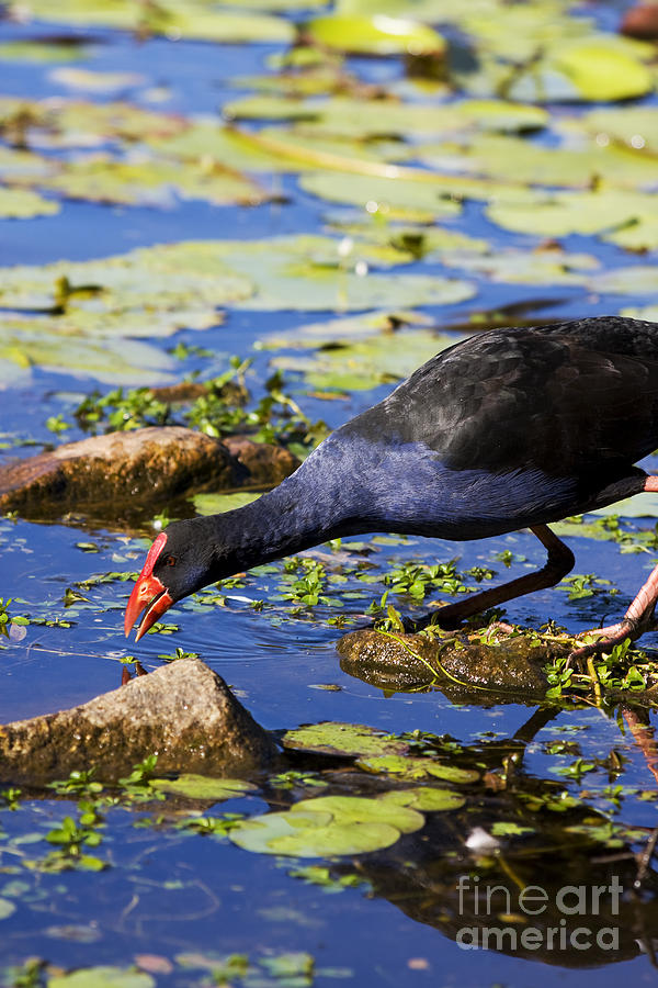 Red Billed Coot Photograph by Jorgo Photography - Fine Art America