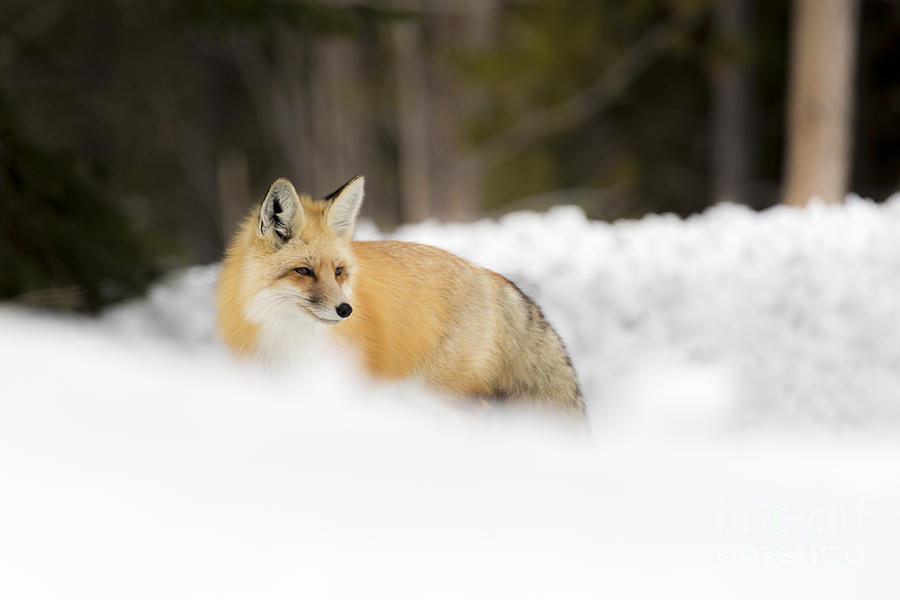 Red Fox Looking Back Photograph by Mike Cavaroc
