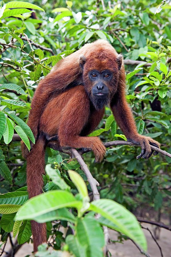 Red Howler Monkey Photograph by Tony Camacho/science Photo Library ...