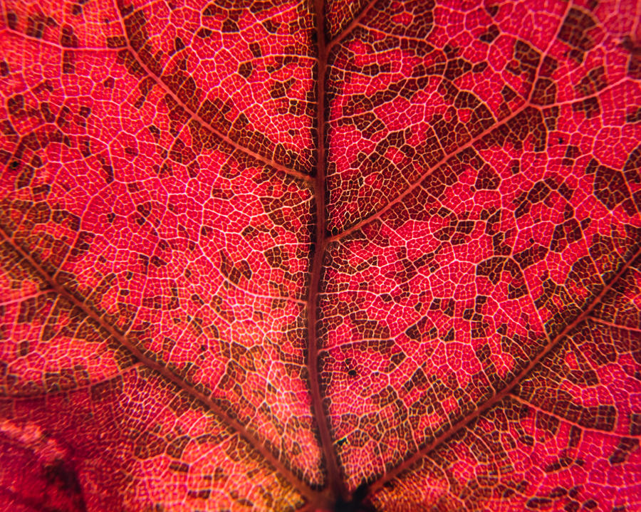 Red leaf Photograph by Dan Marasco - Fine Art America