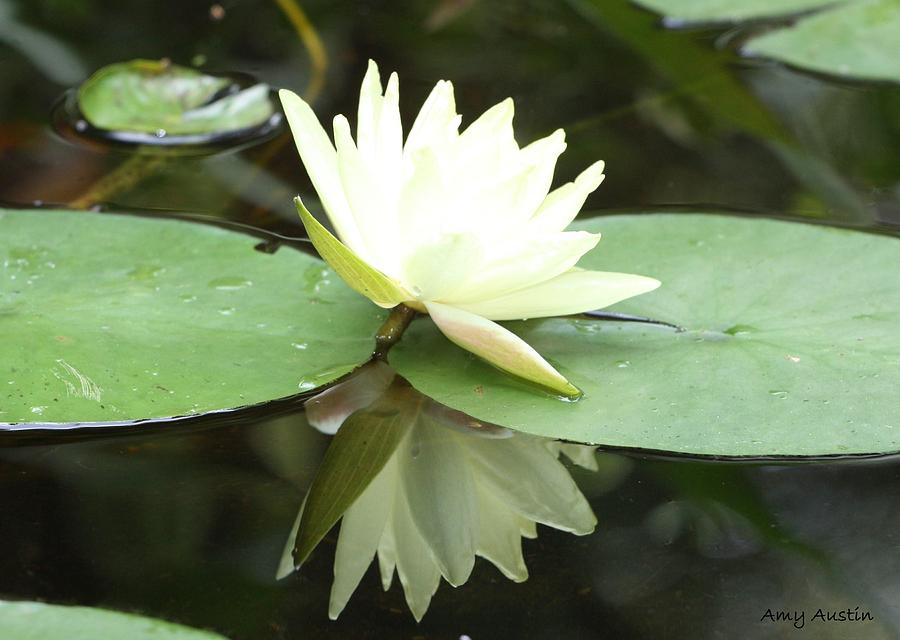Reflection Photograph by Amy Austin - Fine Art America