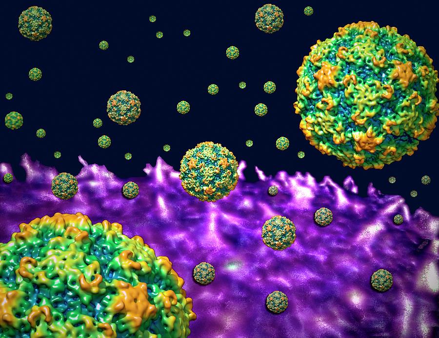 Rhinoviruses Attacking Cell Photograph by Louise Hughes/science Photo Library - Pixels