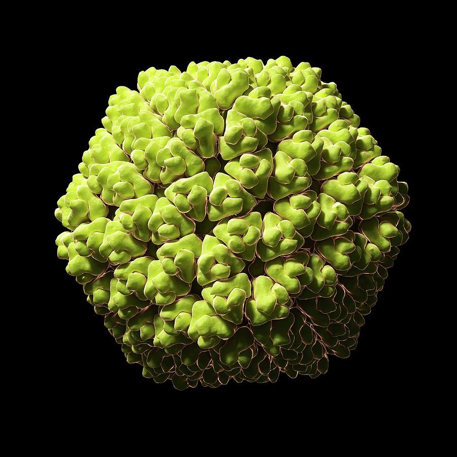 Rice Dwarf Virus Particle Photograph by Sciepro/science Photo Library - Pixels