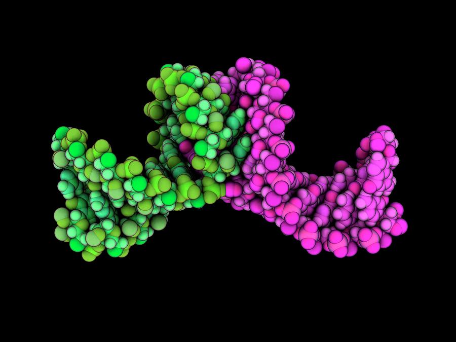 Rna Loop-loop Complex Photograph by Laguna Design/science Photo Library ...