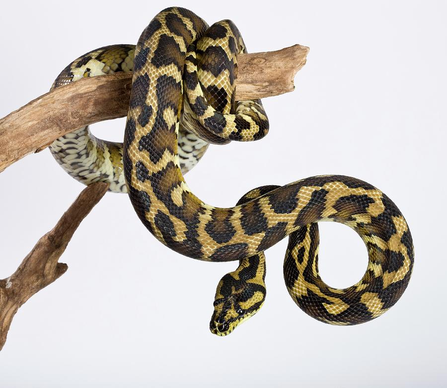 Royal Python Photograph by Pascal Goetgheluck/science Photo Library ...