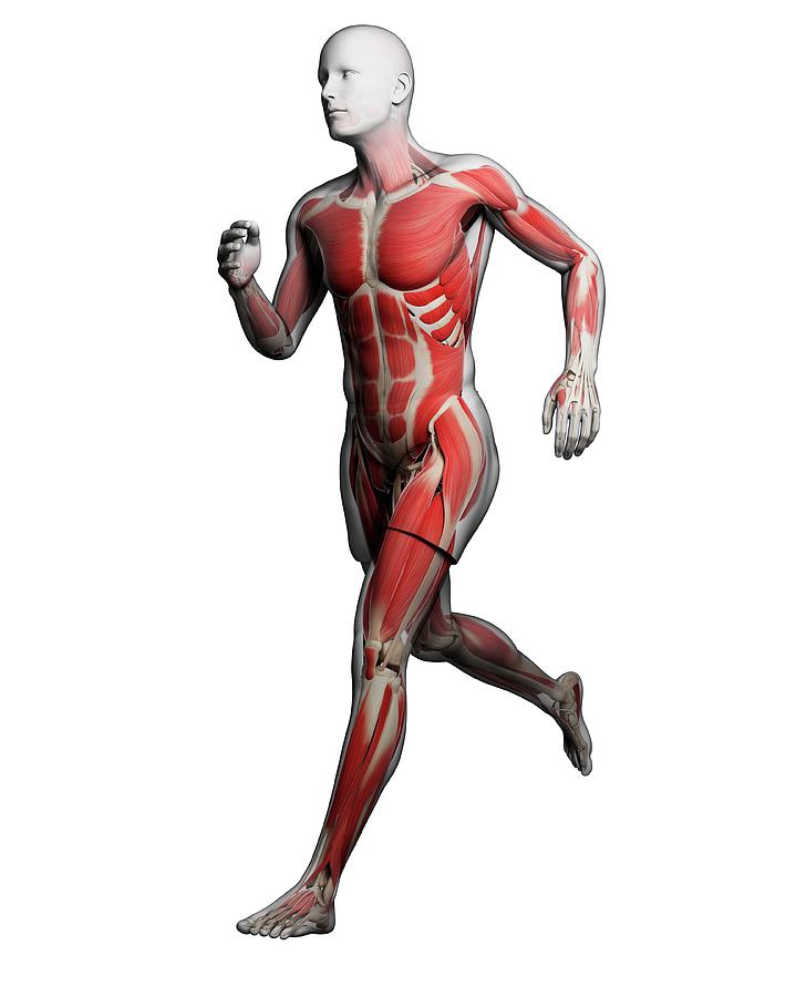 Runner Muscles Photograph by Sciepro/science Photo Library - Pixels