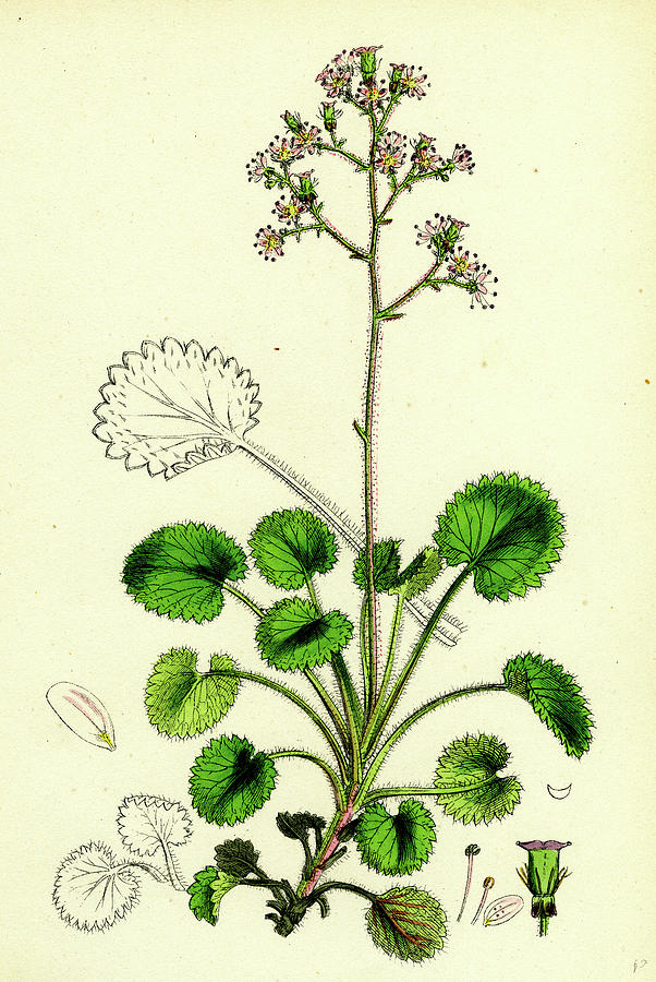 Saxifraga Geum Var Drawing by English School - Fine Art America