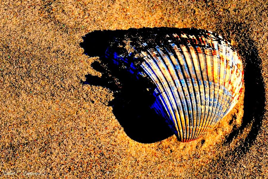 Sea Shell Photograph by Nicolas Lempesis - Fine Art America