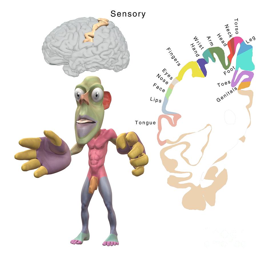 Sensory Homunculus Photograph by Medical Images, Universal Images Group