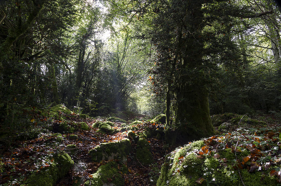 Shadow forest Photograph by Tilyo Rusev - Fine Art America