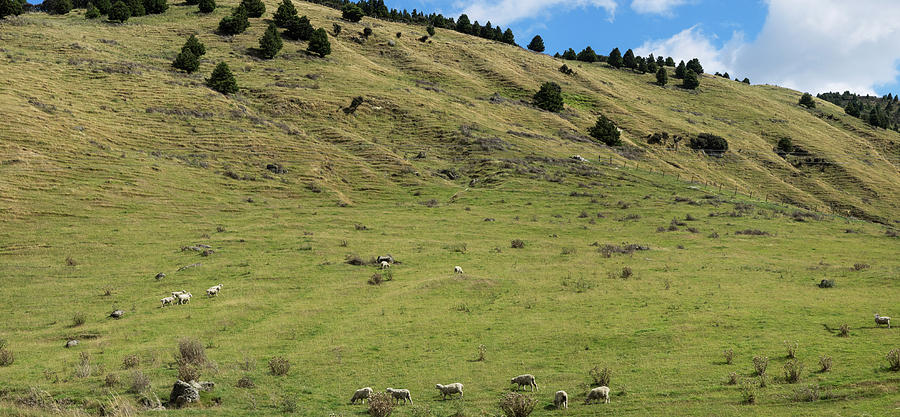 Sheep Grazing On Hillside, Taihape Photograph by Panoramic Images - Fine Art America