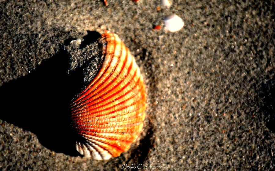 Shells Photograph by Nicolas Lempesis - Fine Art America