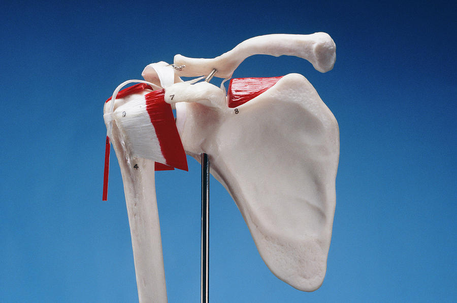 Shoulder Bones #1 Photograph by Science Photo Library - Pixels Merch