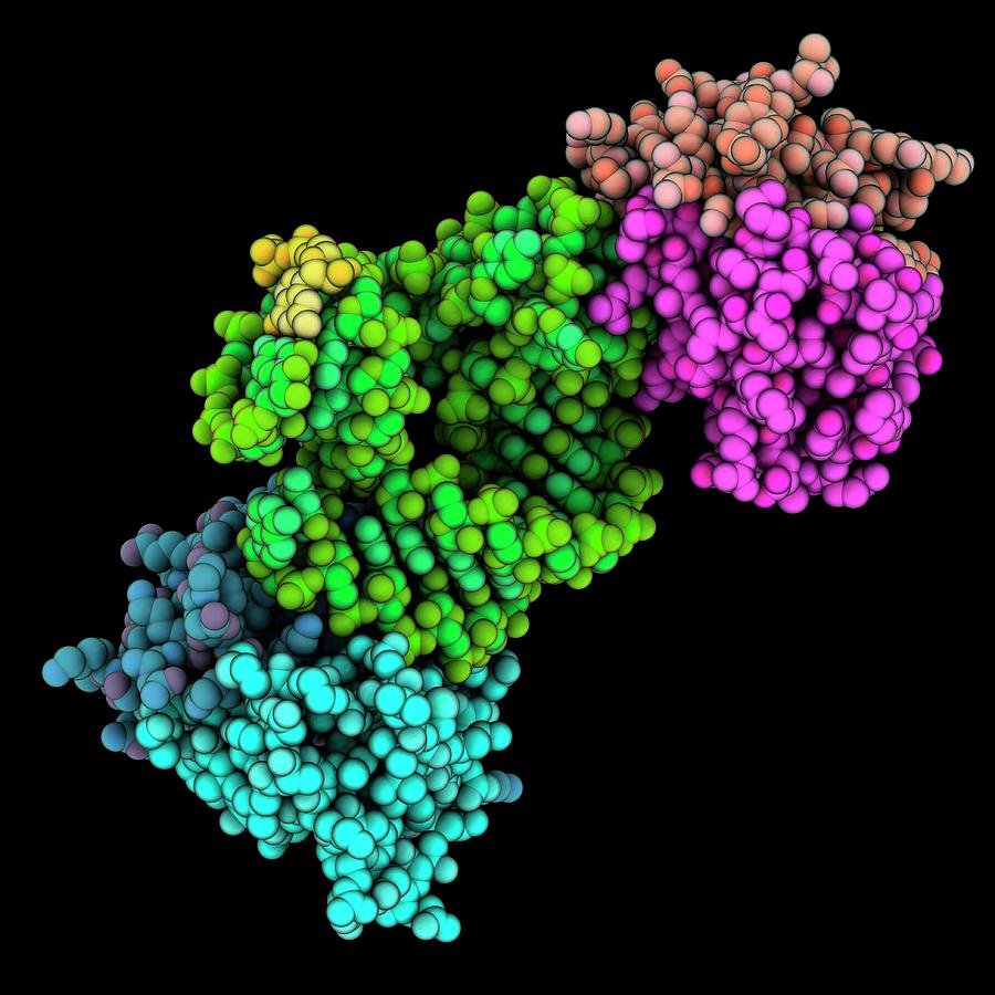 Signal Recognition Particle Protein Photograph By Laguna Design Science
