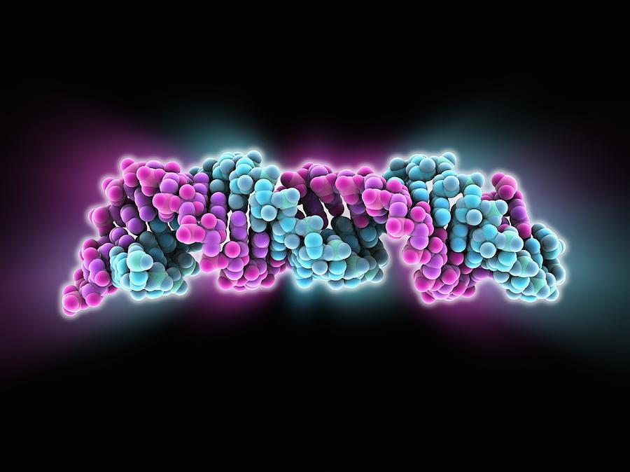 Signal Recognition Particle Rna Molecule Photograph By Science Photo
