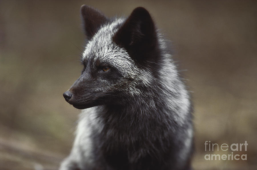 Silver Fox #1 Photograph by Art Wolfe - Fine Art America