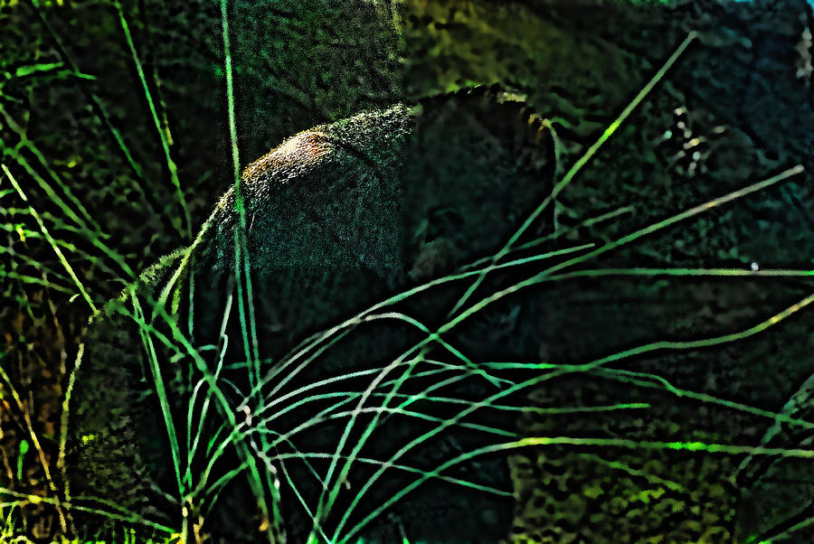 Silverback Photograph by Joe Bledsoe - Fine Art America