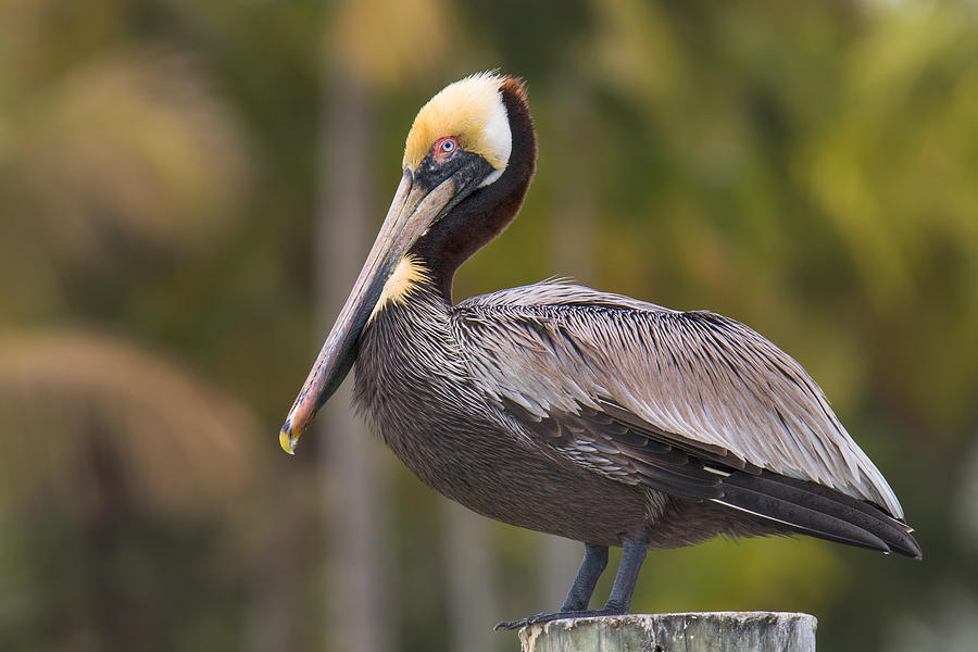 Sitting Pretty Photograph by John Absher - Fine Art America
