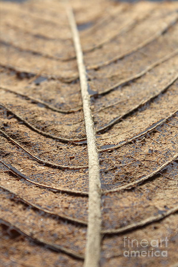 Skeleton Leaf Photograph by Julia Gavin - Fine Art America