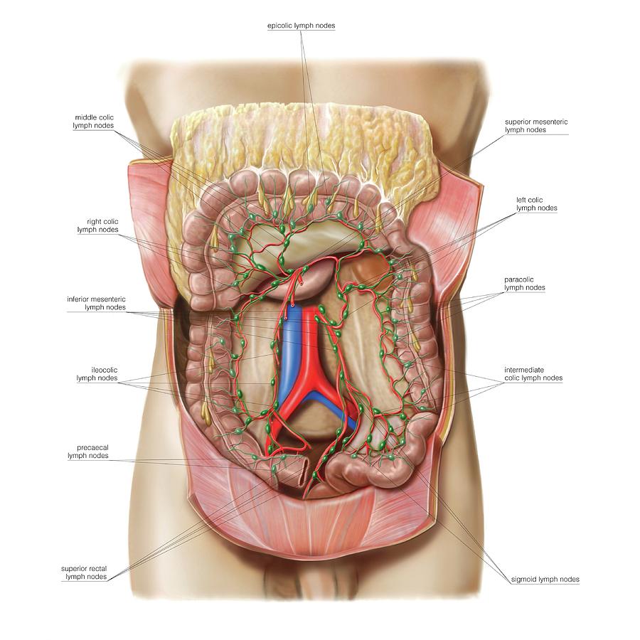 Small Intestine Lymphoid System Photograph by Asklepios Medical Atlas Small Intestine Lymphoid System Photograph by Asklepios Medical Atlas