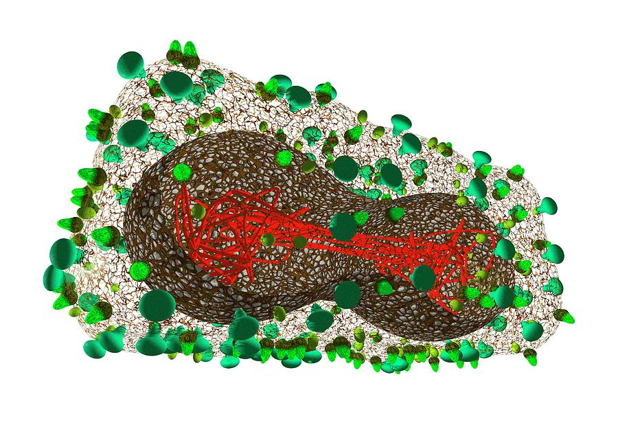 Smallpox Virus Particle Photograph by Thomas Fester/science Photo Library - Fine Art America