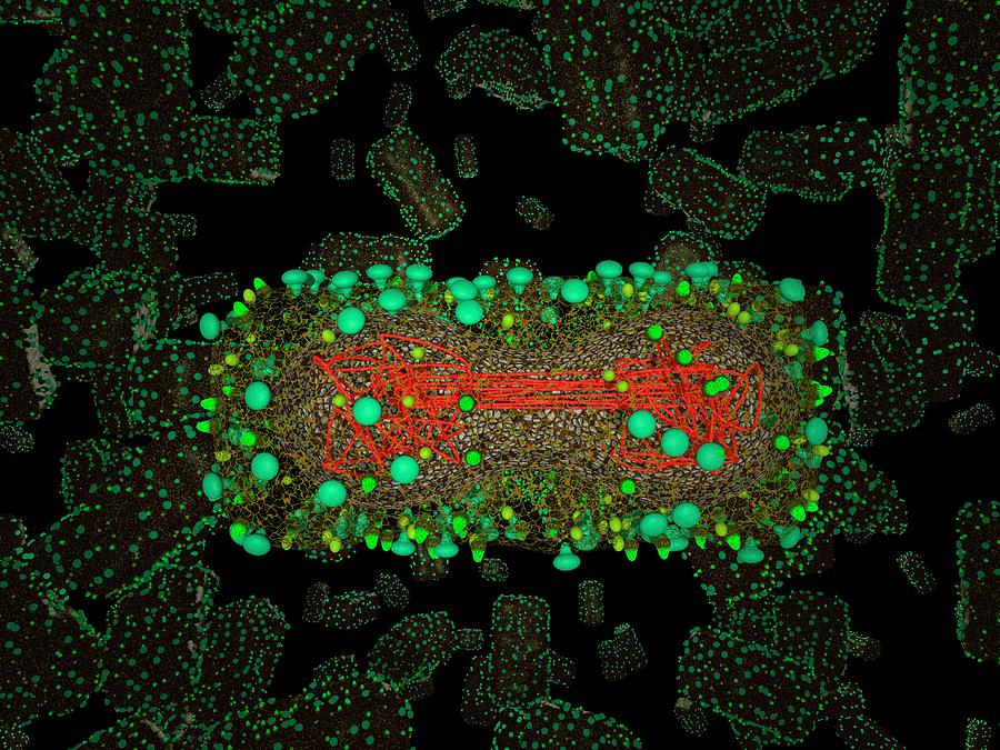 Smallpox Virus Particles #1 by Science Photo Library