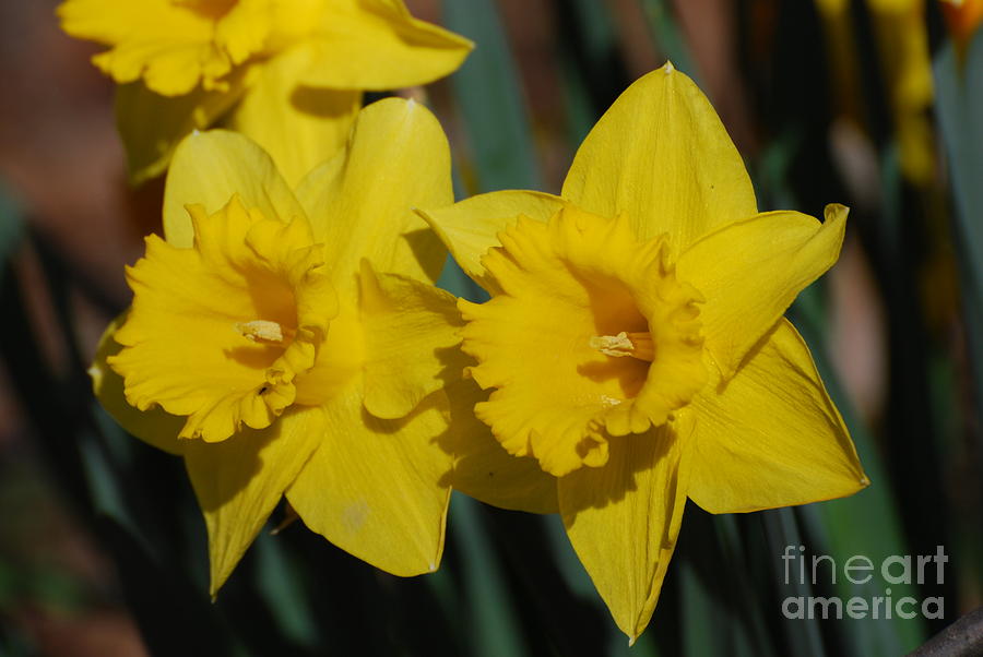 Spring Daffodils Photograph by DejaVu Designs - Pixels