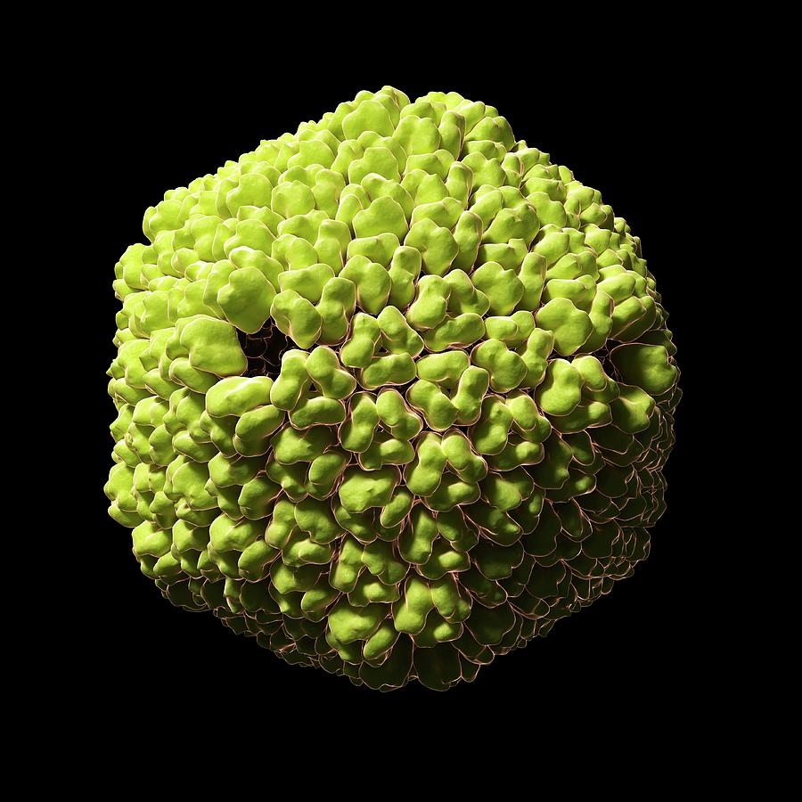 Sputnik Virophage Particle #1 Photograph by Sciepro/science Photo Library - Pixels