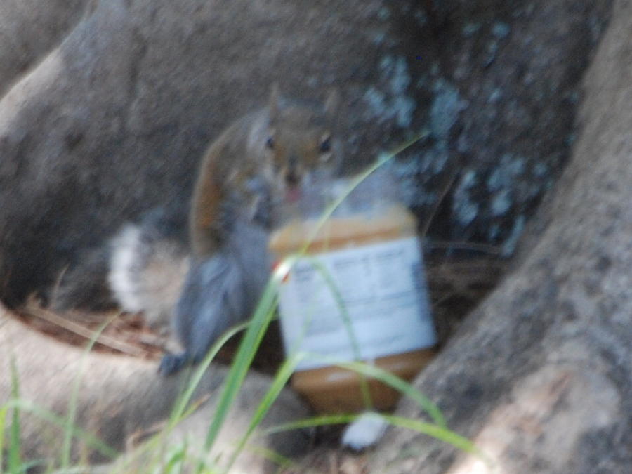 Squirrel eating Photograph by Robert Floyd - Fine Art America
