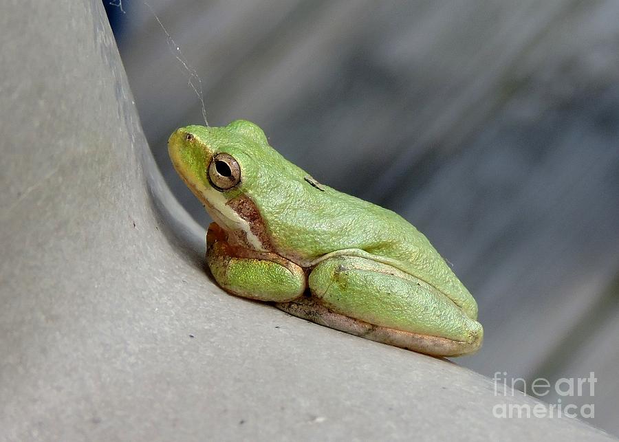 Squirrel Tree frog Photograph by Caroline Morse - Fine Art America