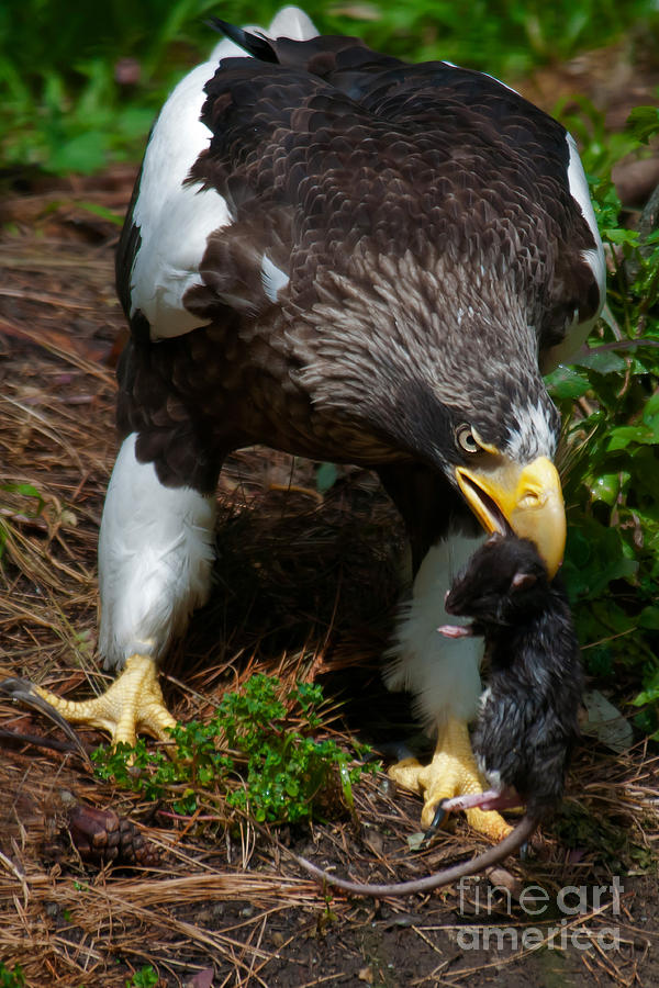 Stellers Sea Eagle With Prey Photograph by Mark Newman - Fine Art America