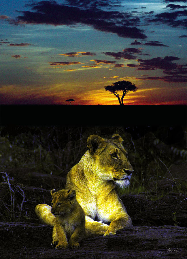 Sunset Lions Photograph by John Hebb | Fine Art America