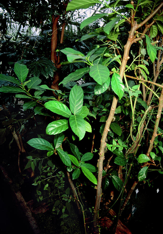 Sycamore Fig (ficus Sycomorus) Photograph by Dan Sams/science Photo ...