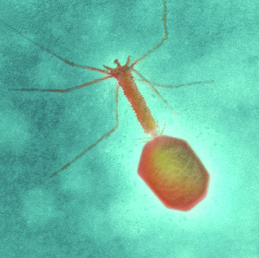 T4 Bacteriophage Photograph by Ami Images/science Photo Library - Fine Art America
