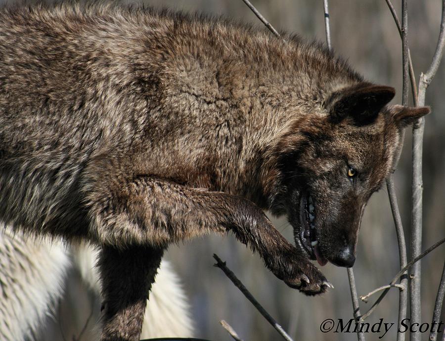 The Wave Photograph by Mindy Scott - Fine Art America
