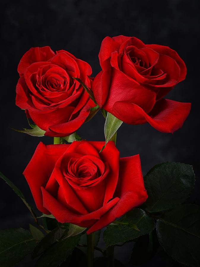 Three Roses Photograph by Dennis James - Fine Art America