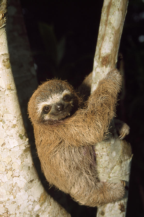 Three-toed Sloth Photograph by M. Watson - Fine Art America