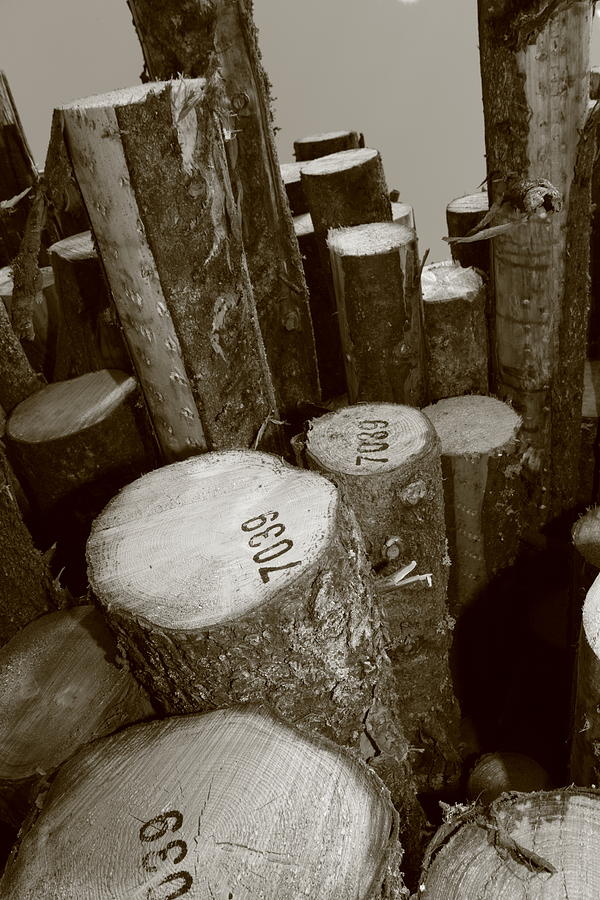 Timber stack Photograph by Ulrich Kunst And Bettina Scheidulin - Fine ...