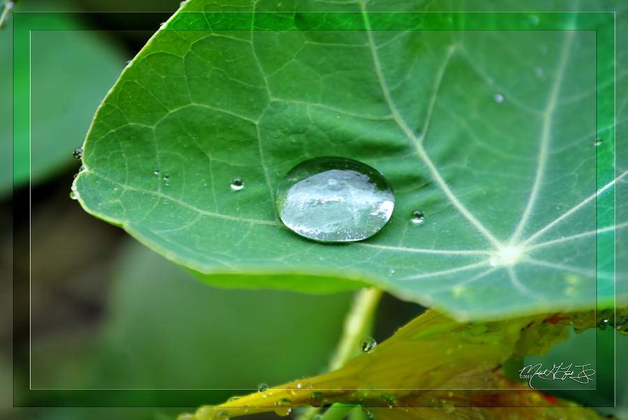 Tiny Drops... Photograph by Michael Frank Jr | Pixels