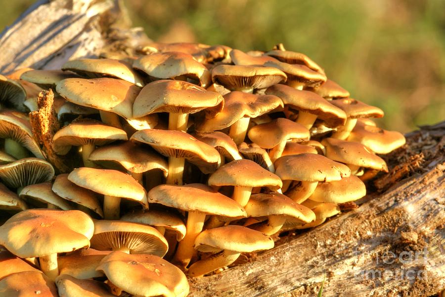 Toadstools Photograph by David Birchall | Fine Art America