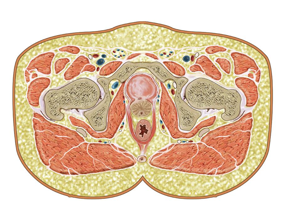 Transverse Section At Hemipelvis Level Photograph by Asklepios Medical Atlas - Fine Art America