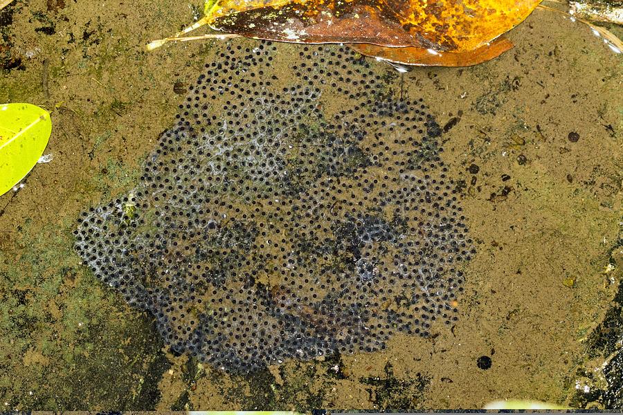 Tree-frog frog spawn Photograph by Science Photo Library - Pixels