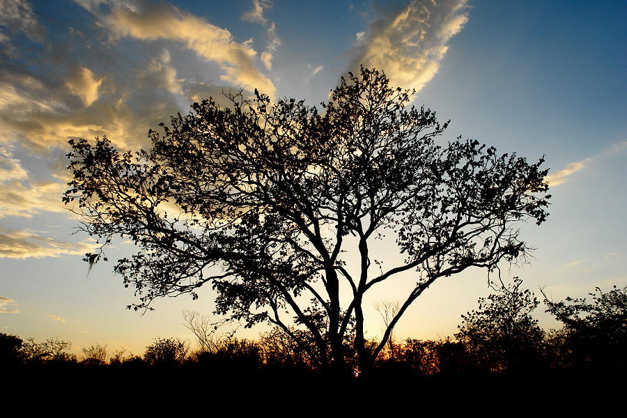 Tree Photograph by Javier Correa - Fine Art America