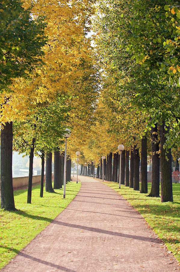 Tree-lined Pathway Along Elbe River Photograph by Michael Defreitas ...