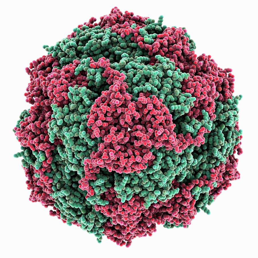 Urease #1 Photograph by Laguna Design - Fine Art America