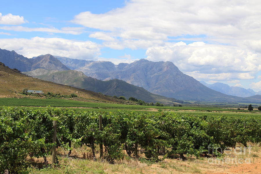 Vineyards Photograph by David Van der Merwe - Fine Art America