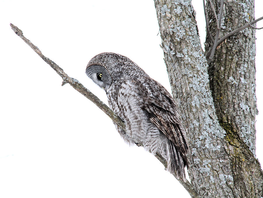 Watching #1 Photograph by Doris Potter - Fine Art America