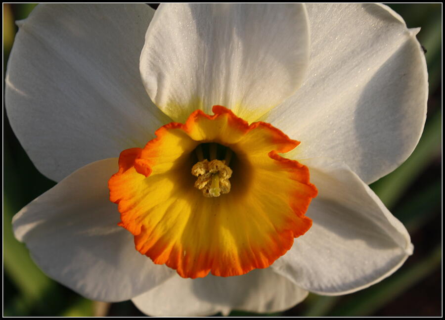 Paper White Daffodil Photograph by Dora Sofia Caputo - Fine Art America