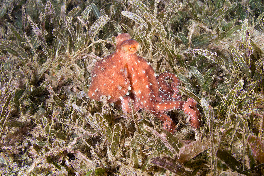 White Spotted Octopus #1 Photograph by Andrew J. Martinez - Pixels